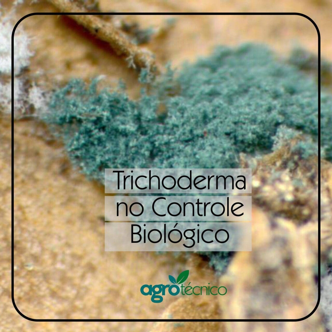 Trichoderma no Controle Biológico | Agrotécnico